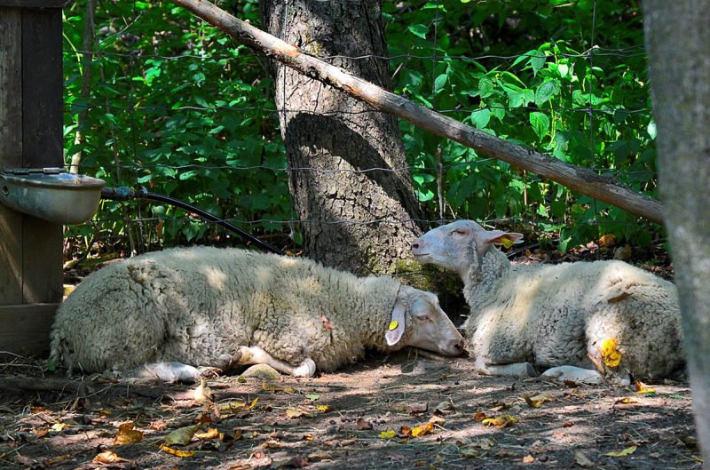 Sentiers et moutons - Moulin à laine d'Ulverton